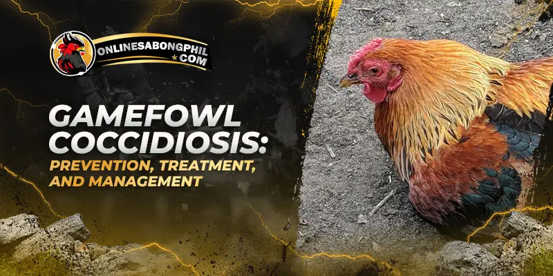 Gamefowl Coccidiosis: Prevention, Treatment, and Management