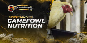 The Ultimate Guide to Gamefowl Feeds at Every Stage