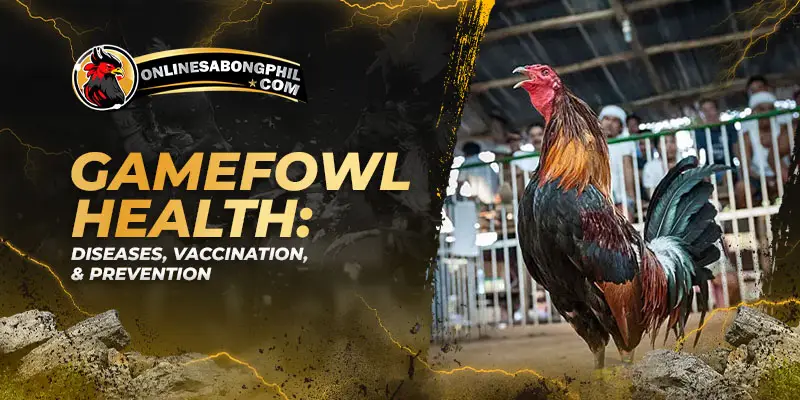 Gamefowl Health: Diseases, Vaccination & Prevention